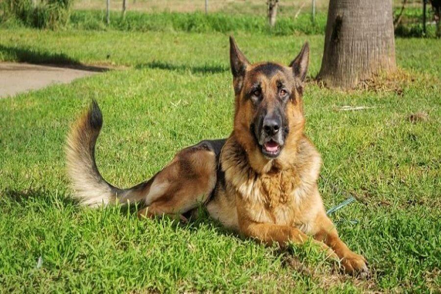Everything You Need To Know About The Belgian Malinois