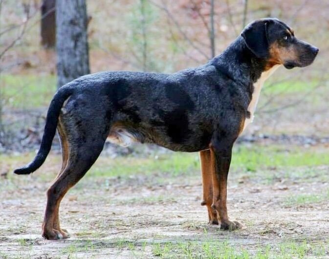 Discovering the Unique Qualities of the Catahoula Leopard Dog Breed ...